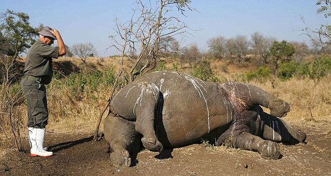 En Afrique du Sud, le braconnage des rhinocéros bat des records - Le Temps