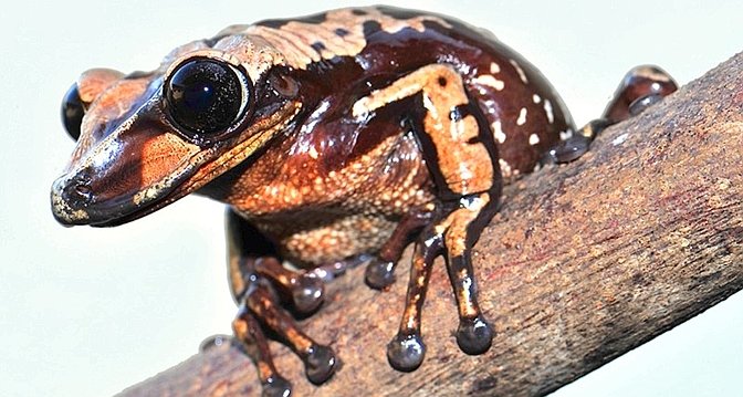 Voici la grenouille la plus venimeuse du monde - Le Temps Voici la grenouille la plus venimeuse du monde - Le Temps