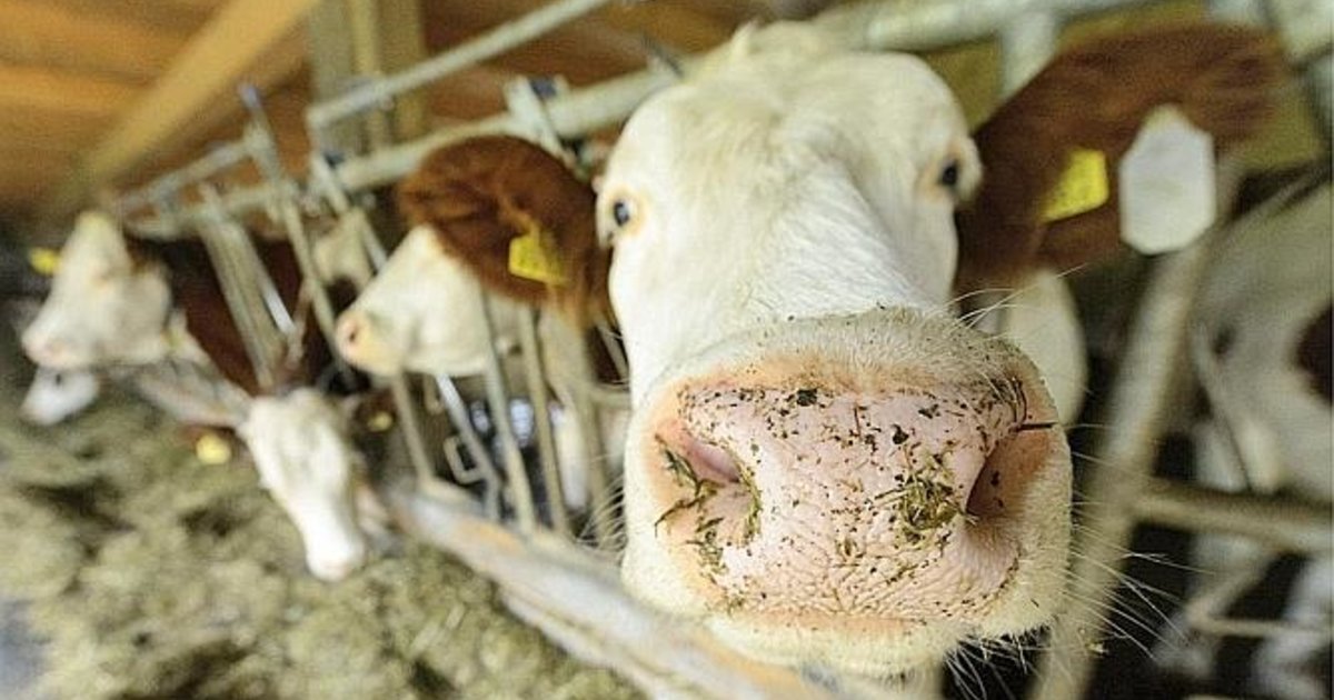 La Suisse ne parvient plus à nourrir ses vaches - Le Temps La Suisse ne parvient plus à nourrir ses vaches - Le Temps