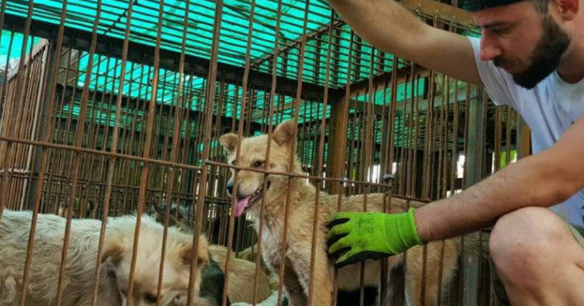 que mangent les animaux ce1